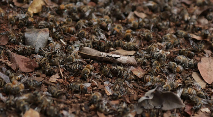 Ocurre muerte masiva de abejas en región maya de Campeche · Talacha ...